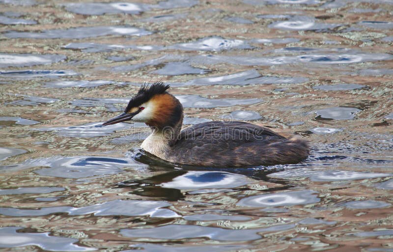 Great Crested Grebe Swimming Stock Image - Image of beak, diver: 96285083