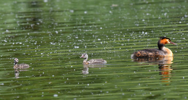 Great Crested Grebe with Two Chicks Stock Photo - Image of grebe, great ...