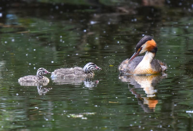 Great Crested Grebe with Two Chicks Stock Photo - Image of green ...