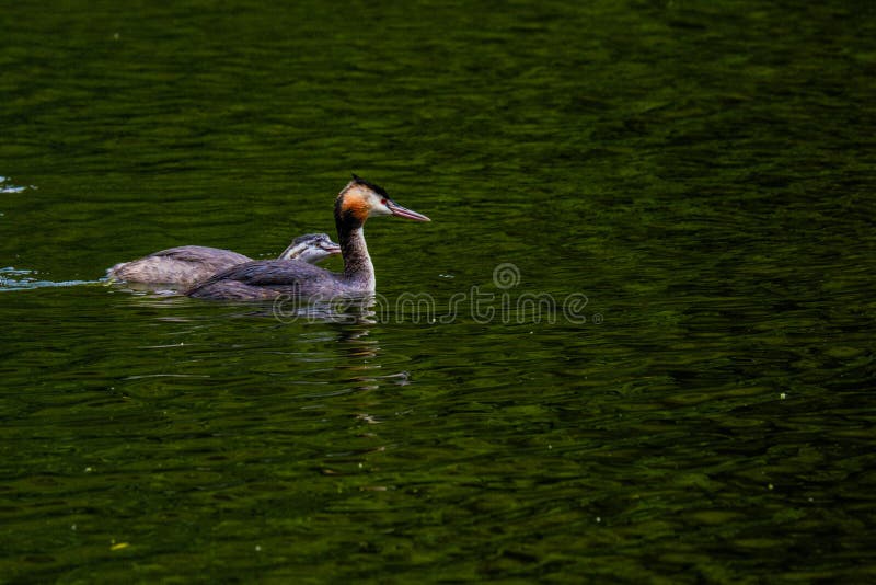 Great Crested Grebe.water Bird. Natural River Scenery Stock Image ...