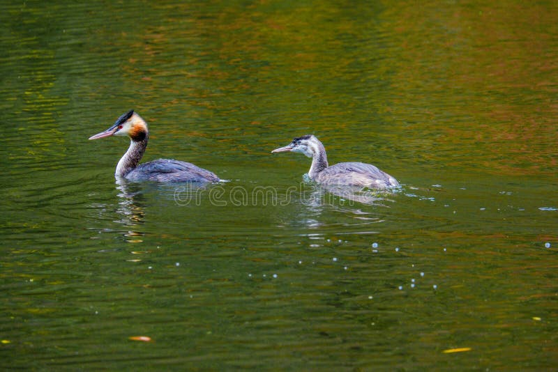 Great Crested Grebe.water Bird. Natural River Scenery Stock Image ...