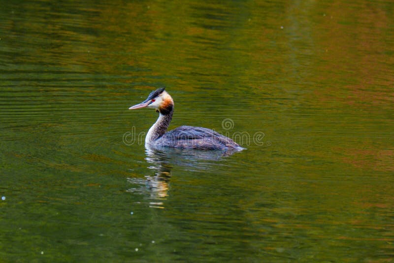 Great Crested Grebe.water Bird. Natural River Scenery Stock Image ...