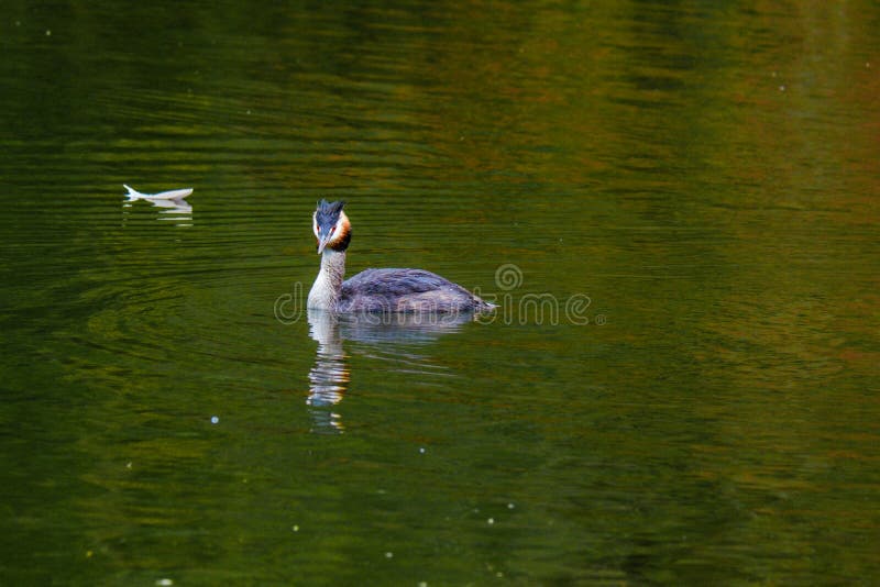 Great Crested Grebe.water Bird. Natural River Scenery Stock Photo ...