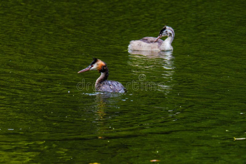 Great Crested Grebe.water Bird. Natural River Scenery Stock Image ...