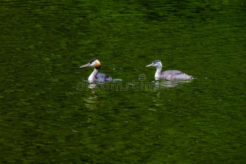 Great Crested Grebe.water Bird. Natural River Scenery Stock Photo ...