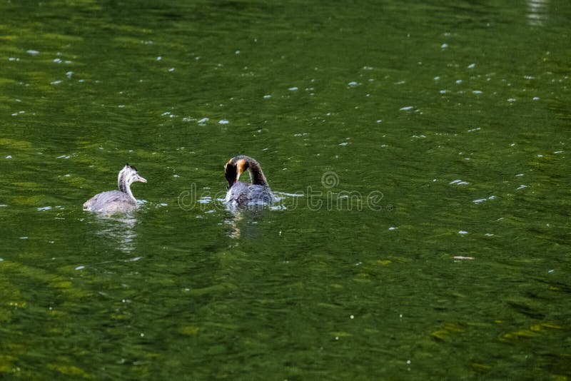 Great Crested Grebe.water Bird. Natural River Scenery Stock Photo ...
