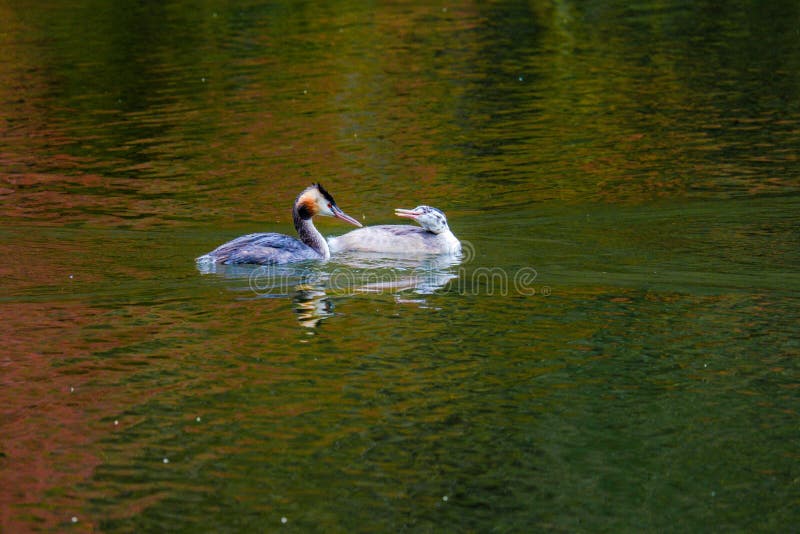 Great Crested Grebe.water Bird. Natural River Scenery Stock Photo ...