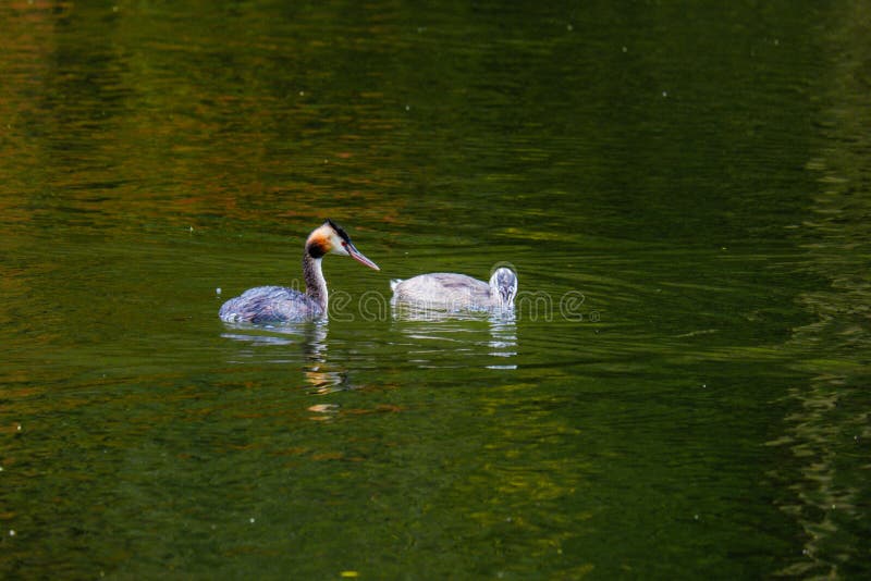 Great Crested Grebe.water Bird. Natural River Scenery Stock Image ...