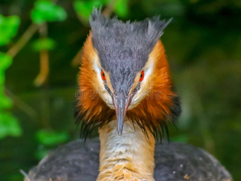Great Crested Grebe stock photo. Image of bird, grebe - 131181884