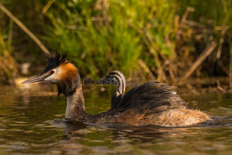 Great crested grebe stock image. Image of feathering - 88923971