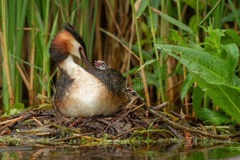 Great Crested Grebe with Young Stock Image - Image of bird, pole: 146927961