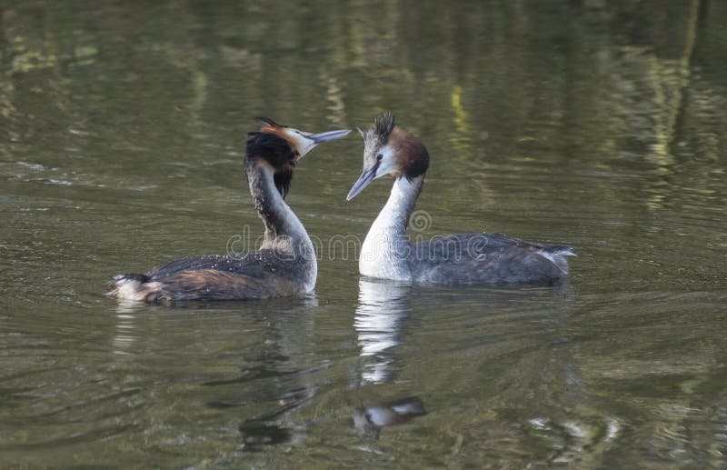 Great Crested Grebes on a Lake Stock Photo - Image of great, grebes ...