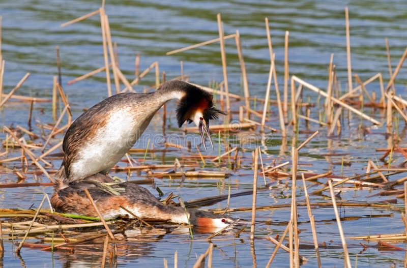 Great Crested Grebes Mating. Stock Image - Image of pond, birds: 24829299