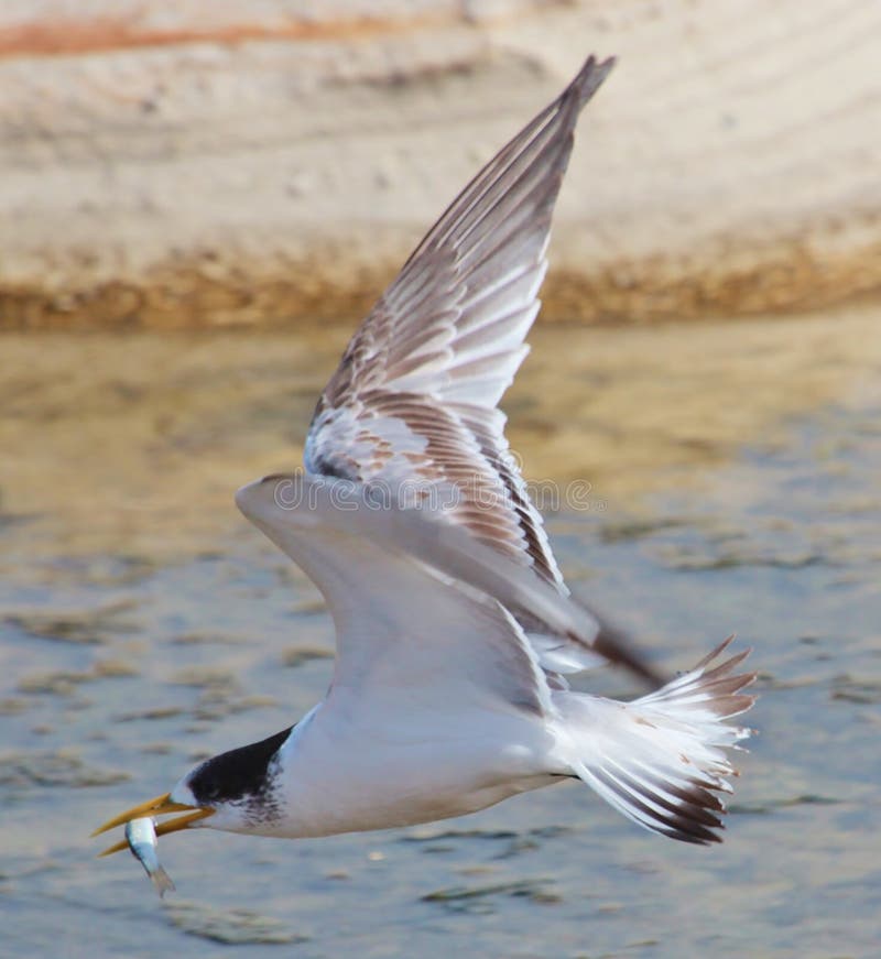 Great Crested Tern in Australia Stock Photo - Image of ornithology ...