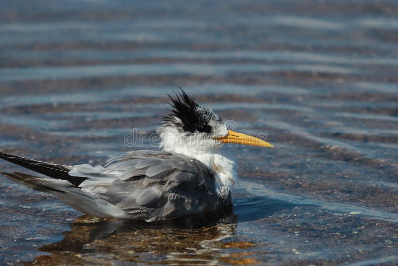 Great Crested Tern in Australia Stock Image - Image of avian, colourful ...