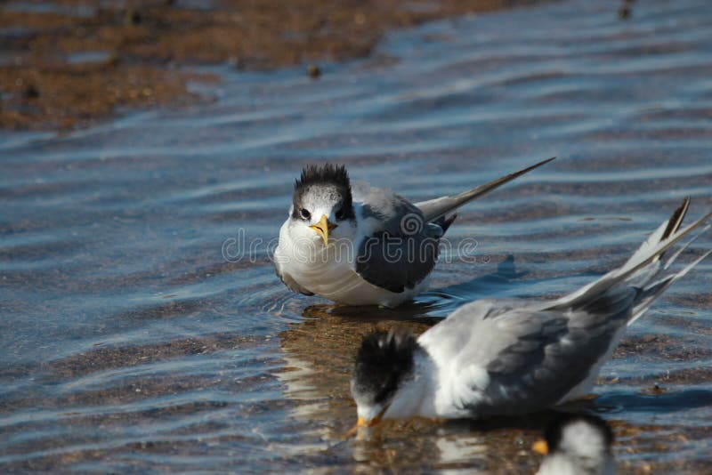 Great Crested Tern in Australia Stock Image - Image of fauna ...