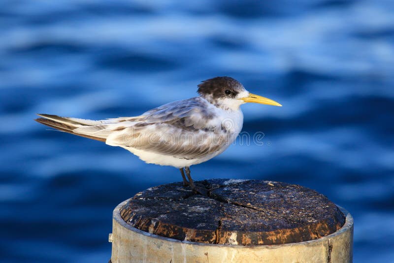 Great Crested Tern in Australia Stock Photo - Image of large, animals ...