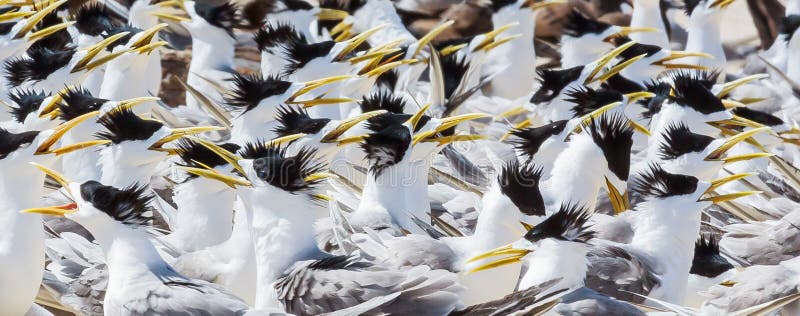 Great Crested Tern in Australia Stock Photo - Image of crest, crested ...