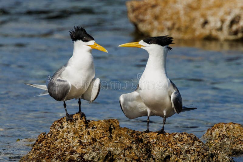 Great Crested Tern in Western Australia Stock Photo - Image of bird ...