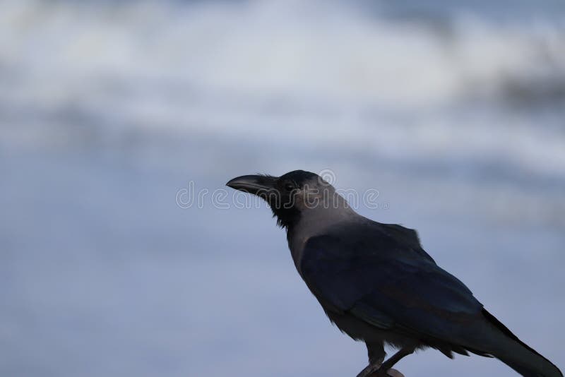 The great crow on beach stock photo. Image of common - 171272964