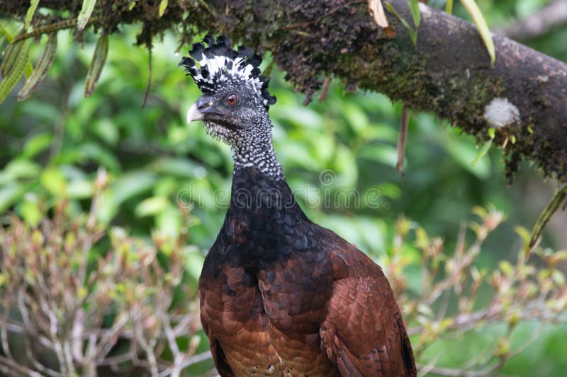 A Great Curassow in Costa Rica Stock Image - Image of rainforest, great ...