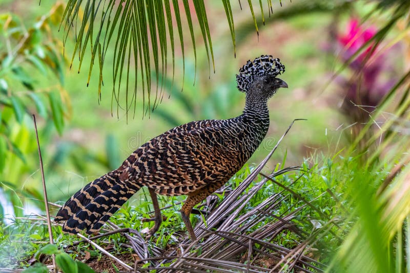 The Great Curassow Crax Rubra Stock Photo - Image of galliformes ...