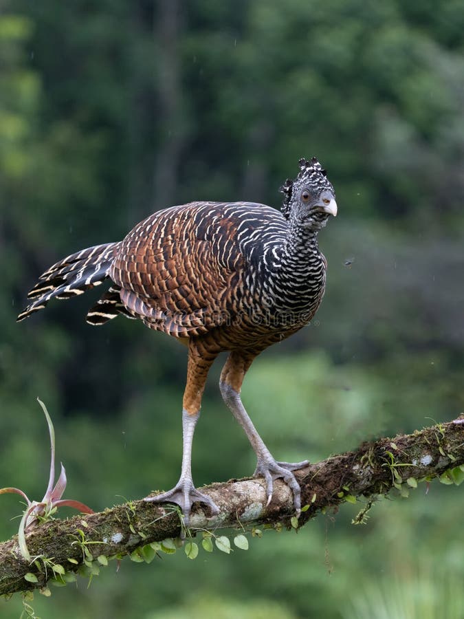 The Great Curassow Crax Rubra Stock Photo - Image of colombia, animal ...
