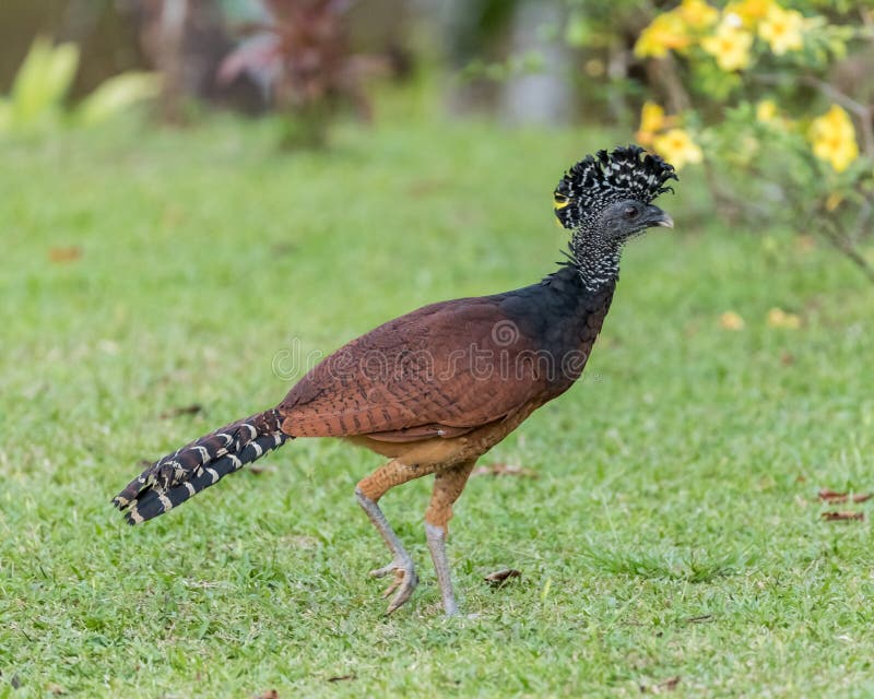 Great Curasso Stock Photos - Free & Royalty-Free Stock Photos from ...