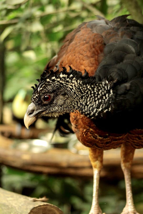 Great Curassow (Crax Rubra) Male, Taken In Costa Rica Stock Image ...