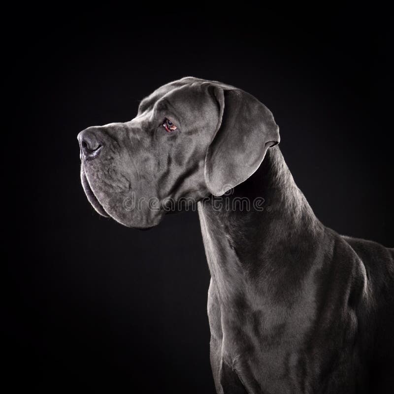 Great Dan Dog with Uncropped Ears Stock Photo - Image of sitting, breed ...