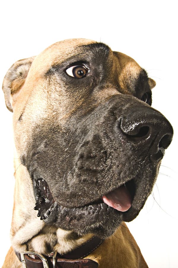 Great Dane stock image. Image of pure, animal, whiskers - 21381247