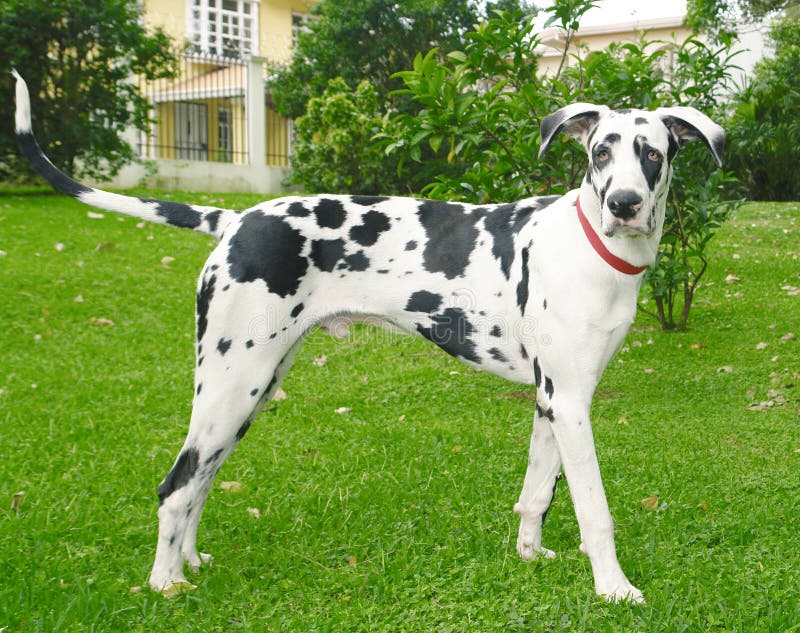 Great dane stock image. Image of great, pedigree, groomed - 3225389