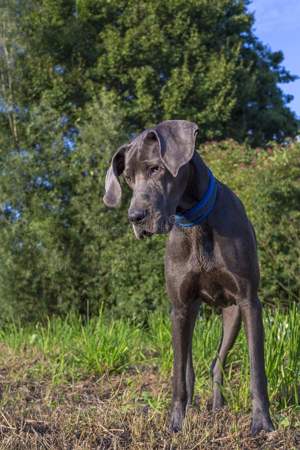 Gray Great Dane dog puppy stock image. Image of gray - 109978297