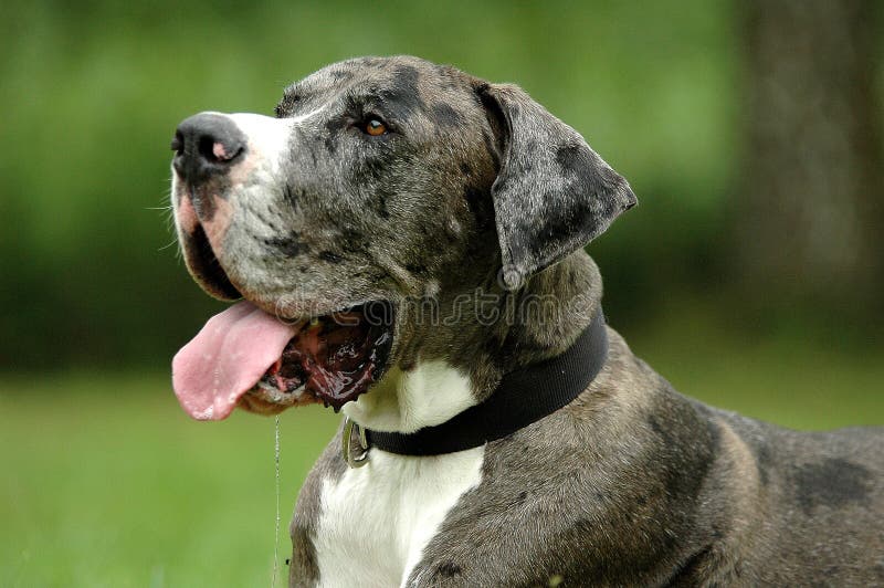 Great Dane stock photo. Image of dane, boarhound, large - 529636