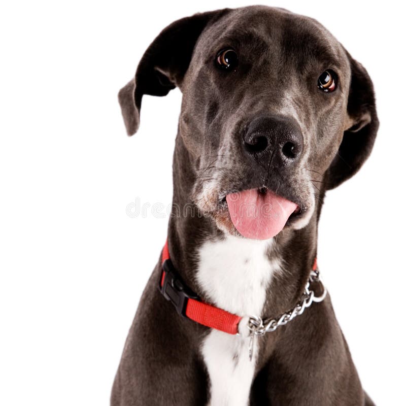 Great Dane Dog Extending Paw Stock Image - Image of dane, breed: 22525929