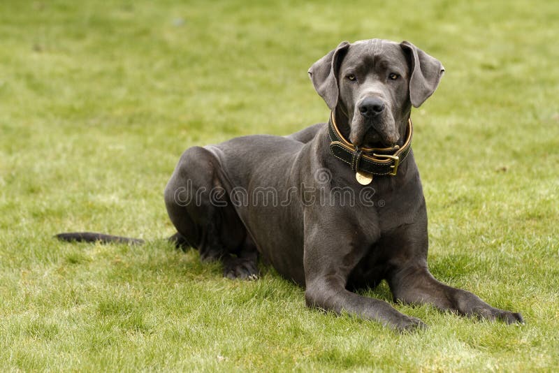 Gran Dane Dog foto de archivo. Imagen de grande, collar - 47290864