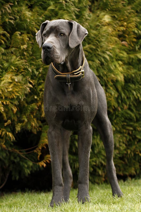 Chiots Dogue Allemand bleu image stock. Image du bleu - 21918581