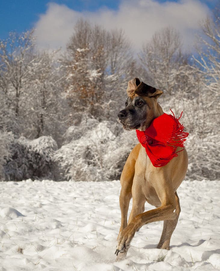 Great Dane Cavorting in Snow Wearing Scarf Stock Image - Image of dane ...