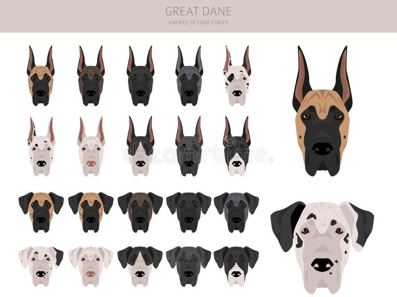 Great Dane Colors