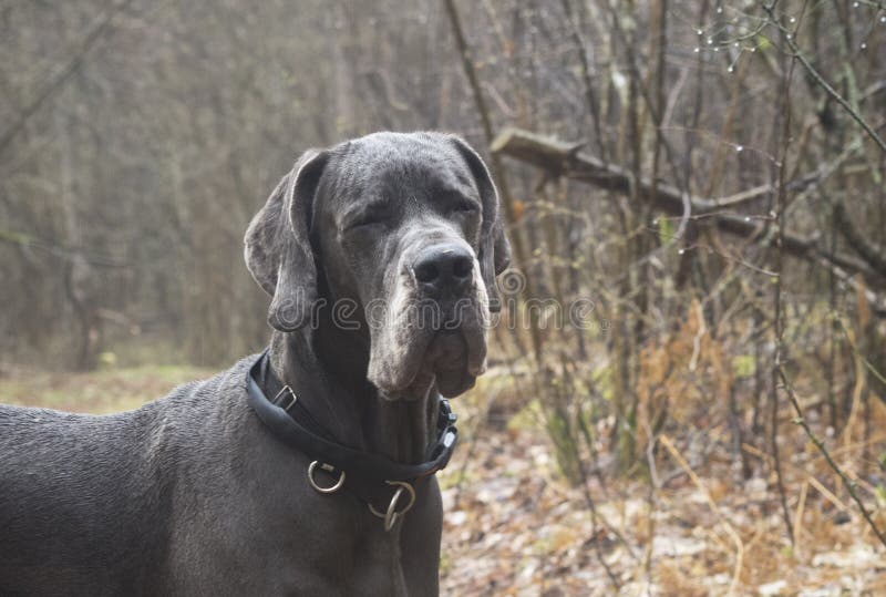 Great Dane with Closed Eyes Stock Image - Image of closed, human: 114997651