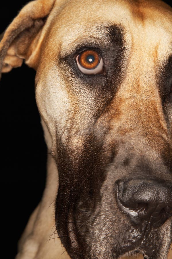 Dog eye closeup stock photo. Image of clear, look, focus - 1290284