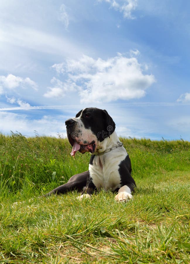 A Great Dane dog breed stock photo. Image of friend, breed - 88057144