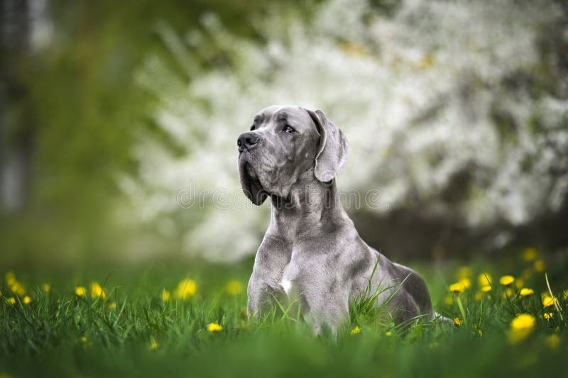 Great Dane Dog Lying Down on Grass in Spring Stock Photo - Image of ...