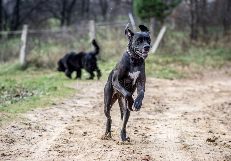 Great Dane Dog stock image. Image of silver, grey, friendly - 92484177