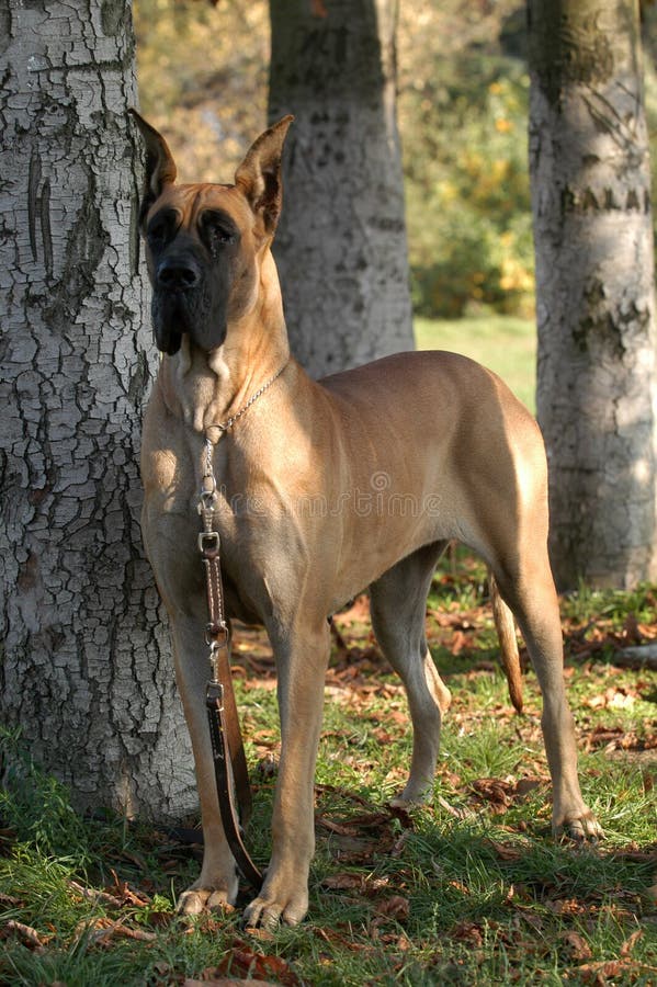 Great Dane stock image. Image of forward, standing, familiaris - 33713827