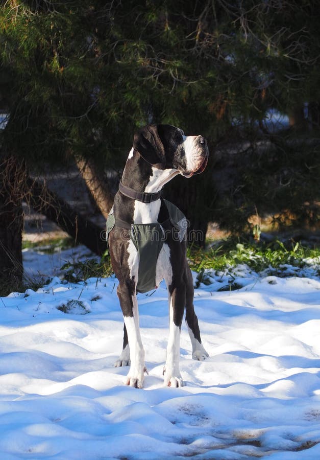 Great Dane Enjoying the Snow Stock Photo - Image of puppy, mammal ...