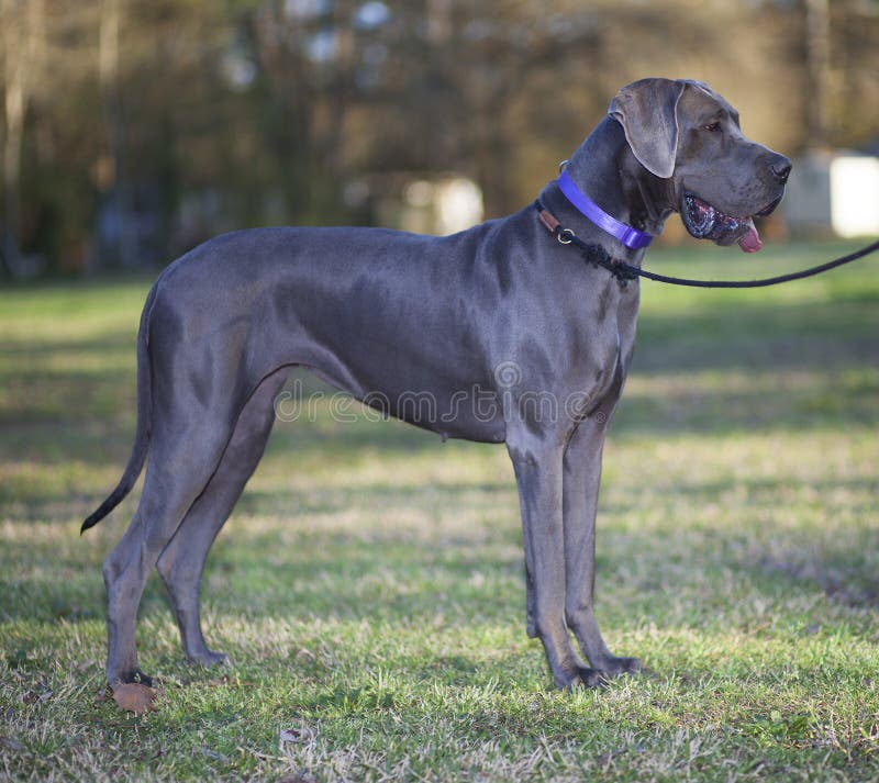 Great Dane stock photo. Image of great, gray, body, tail - 70542984
