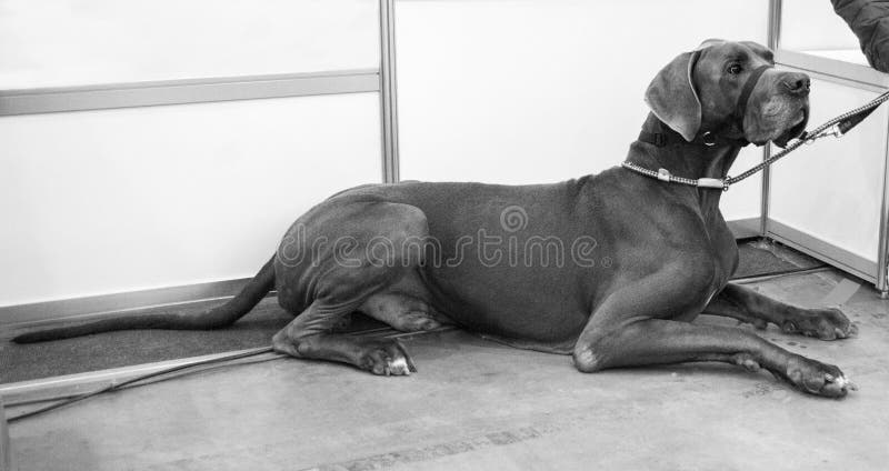 Great Dane Cropped Ears Stock Photos - Free & Royalty-Free Stock Photos ...
