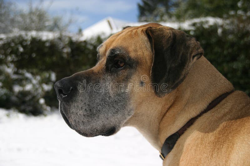 Great Dane stock photo. Image of thoroughbred, great - 35682932