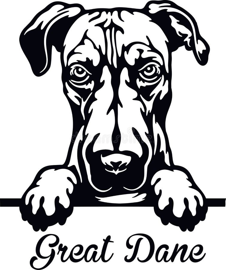 Great Dane Peeking Dog - Head Isolated on White Stock Vector ...